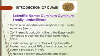 Zeera Presentation or Cumin Presentation.pptx