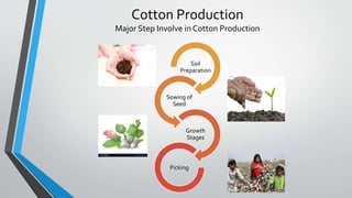 COTTON PRODUCTION | PPTX