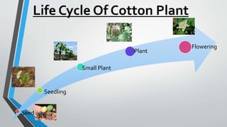 COTTON PRODUCTION | PPTX