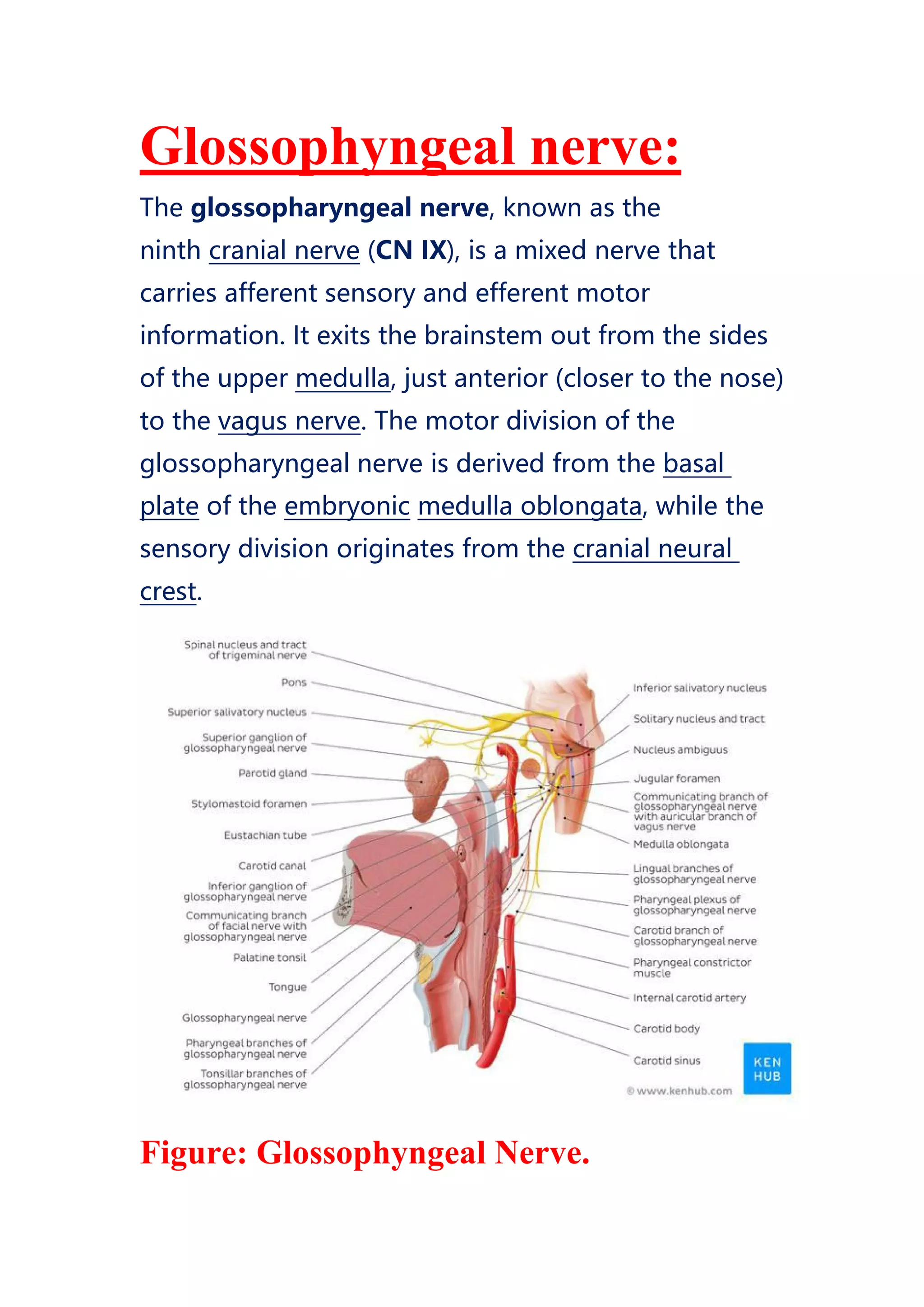 Cranial nerves and its types and functions. | PDF