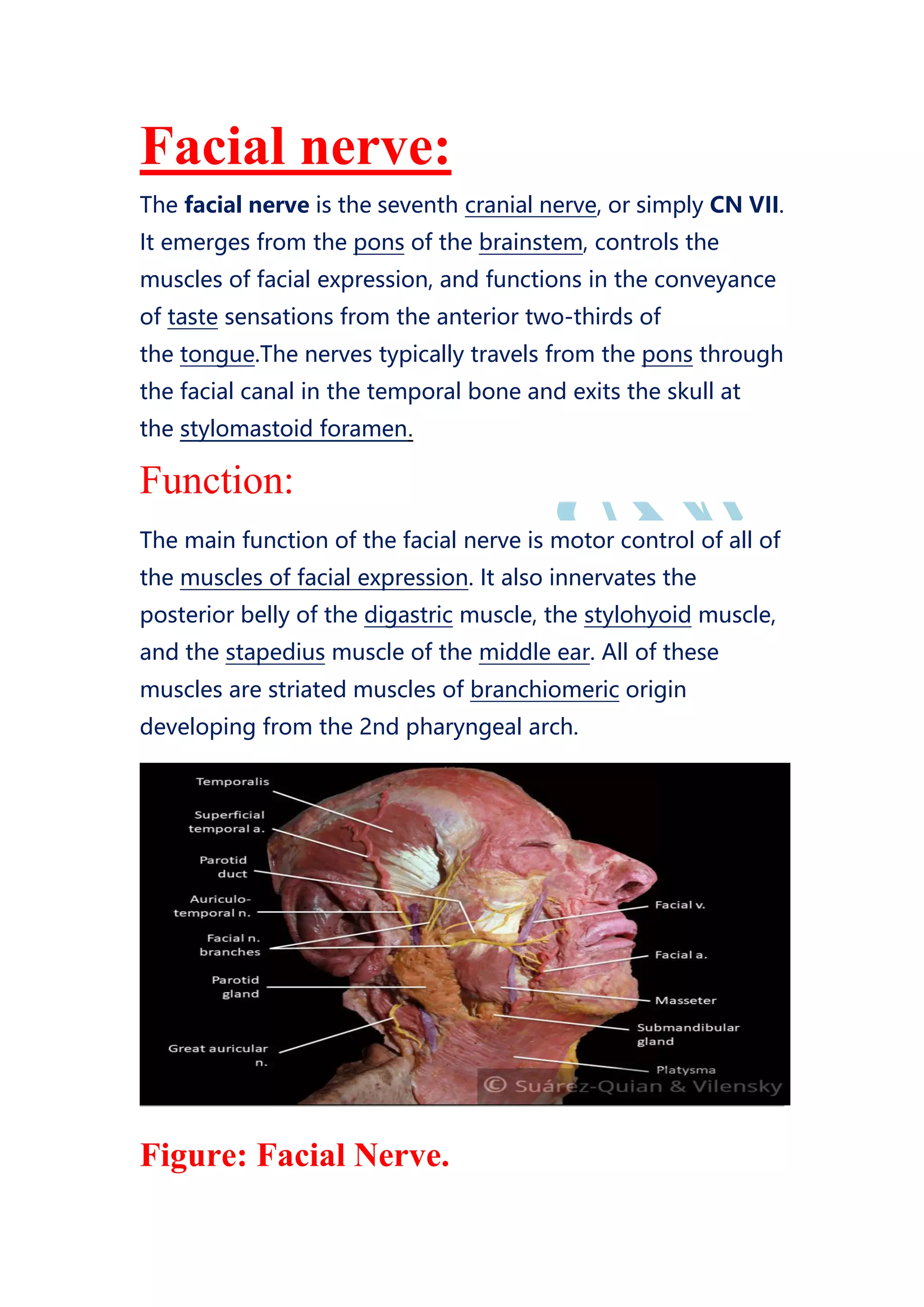 Cranial nerves and its types and functions. | PDF