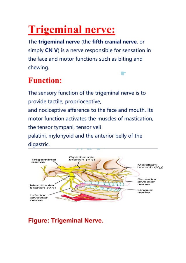 Cranial nerves and its types and functions. | PDF