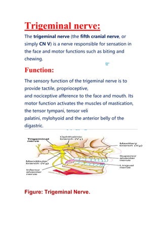 Trigeminal Nerve Function