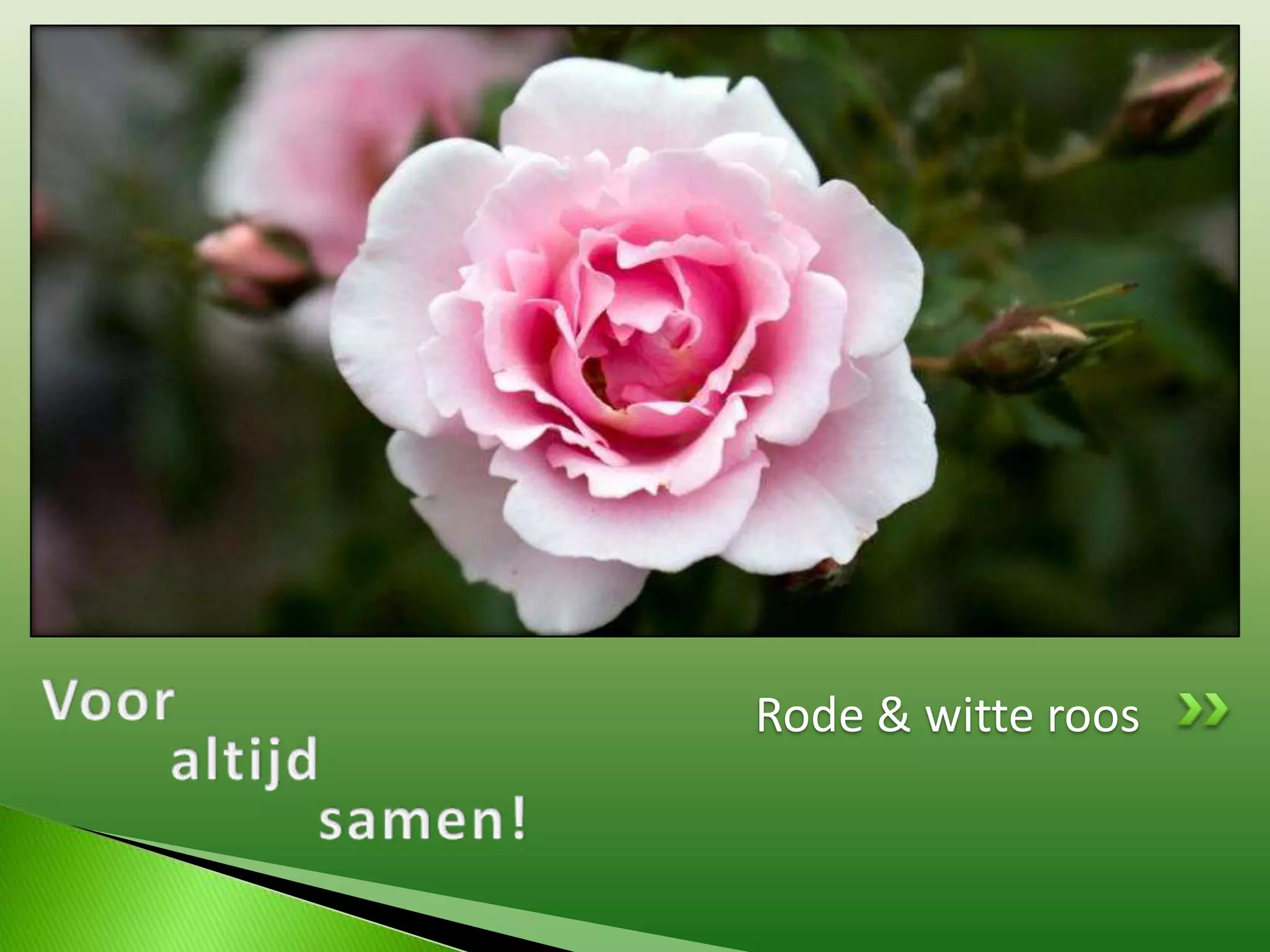 Zeg het met rozen! | PPTX | Gardening | Home & Garden