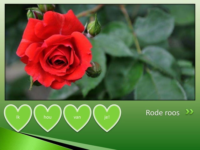 Zeg het met rozen! | PPTX | Gardening | Home & Garden