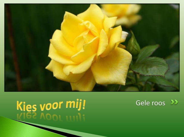 Zeg het met rozen! | PPT
