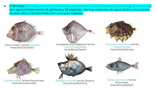 Peces: Orden Zeiformes | PPTX