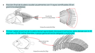 Peces: Orden Zeiformes | PPTX