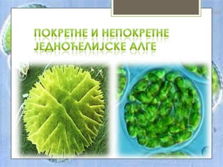 Zelene alge | PPTX