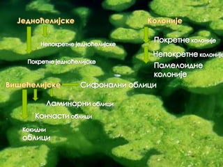Zelene alge I1 | PPT