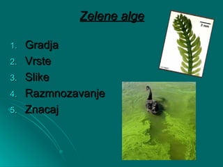 Zelene alge | PPT
