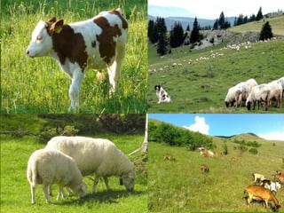 Zeljasti ekosistemi: livade i pašnjaci | PPT