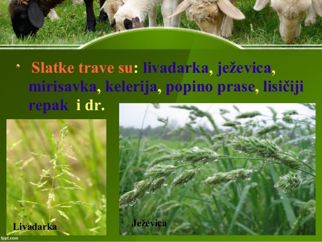 Zeljasti ekosistemi: livade i pašnjaci