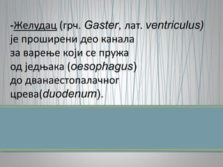 Желудац - Крунић Н. | PPTX