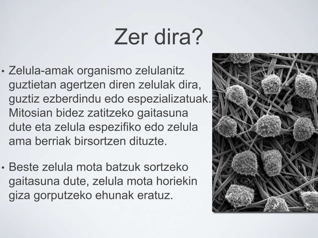 Zelula amak-zuzenketak.ppt