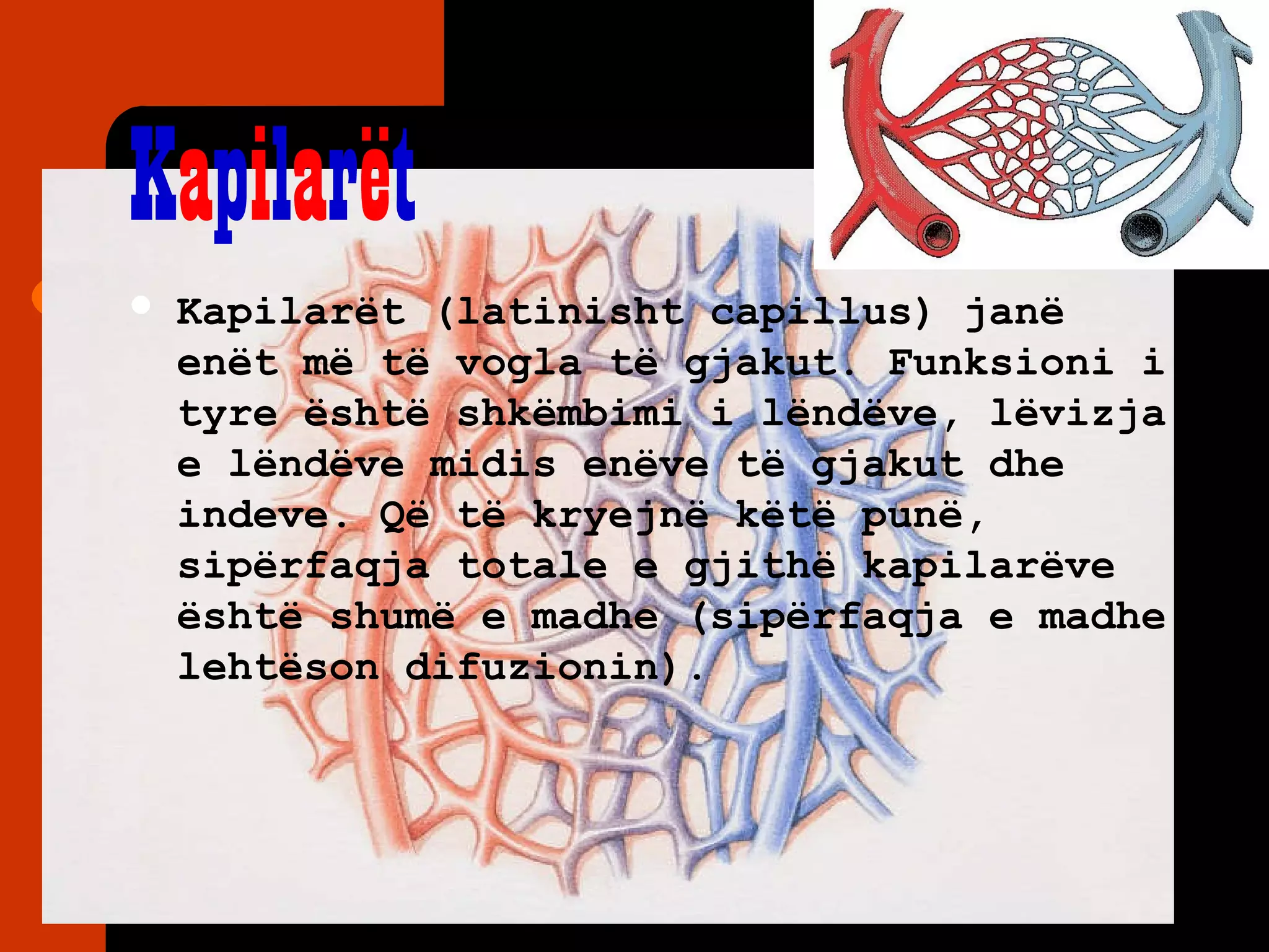 Zemra dhe enët e gjakut (Biologji) | PPT