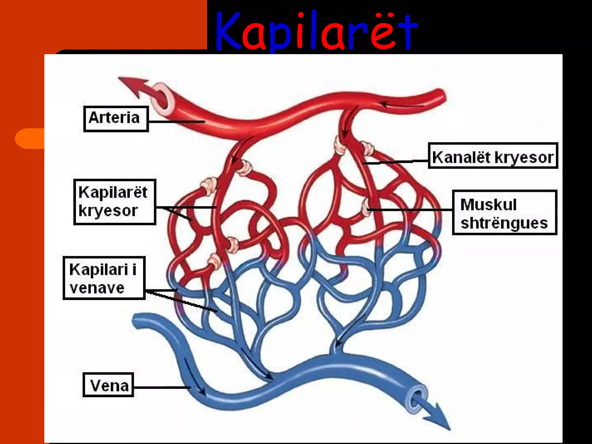 Zemra dhe enët e gjakut (Biologji) | PPT