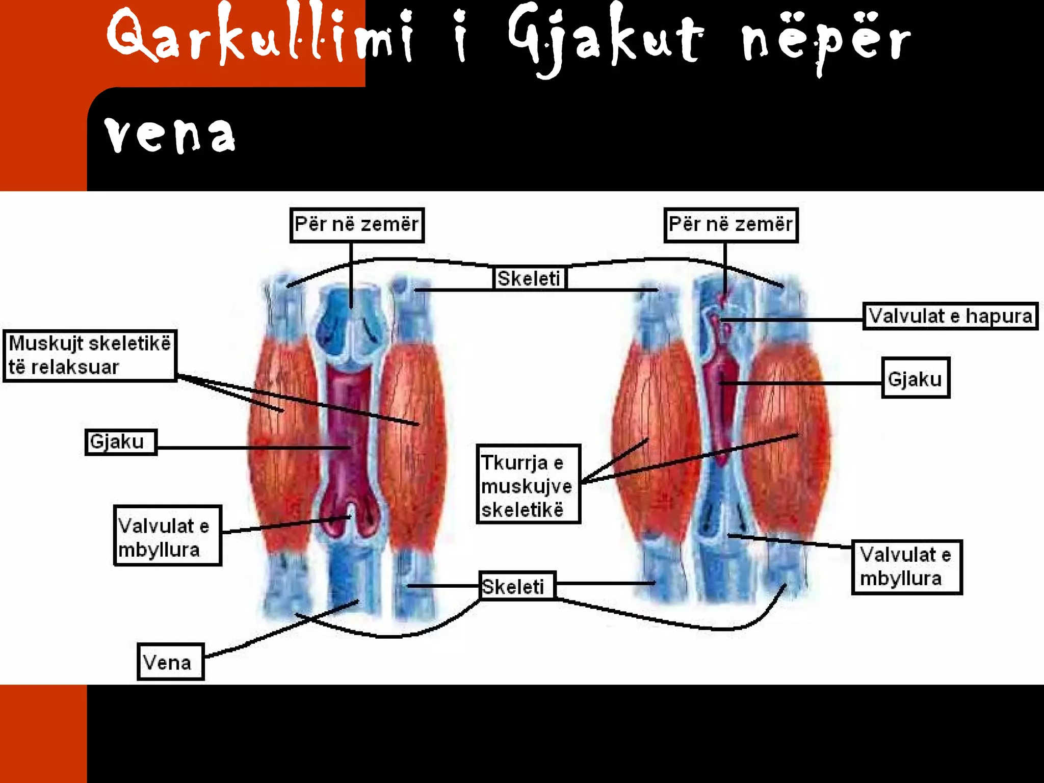 Zemra dhe enët e gjakut (Biologji) | PPT