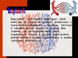 Zemra dhe enët e gjakut (Biologji) | PPT