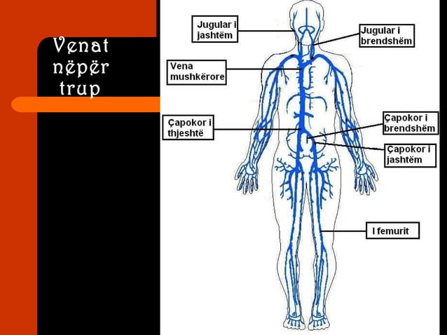 Zemra dhe enët e gjakut (Biologji) | PPT