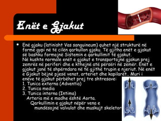 Zemra dhe enët e gjakut (Biologji) | PPT