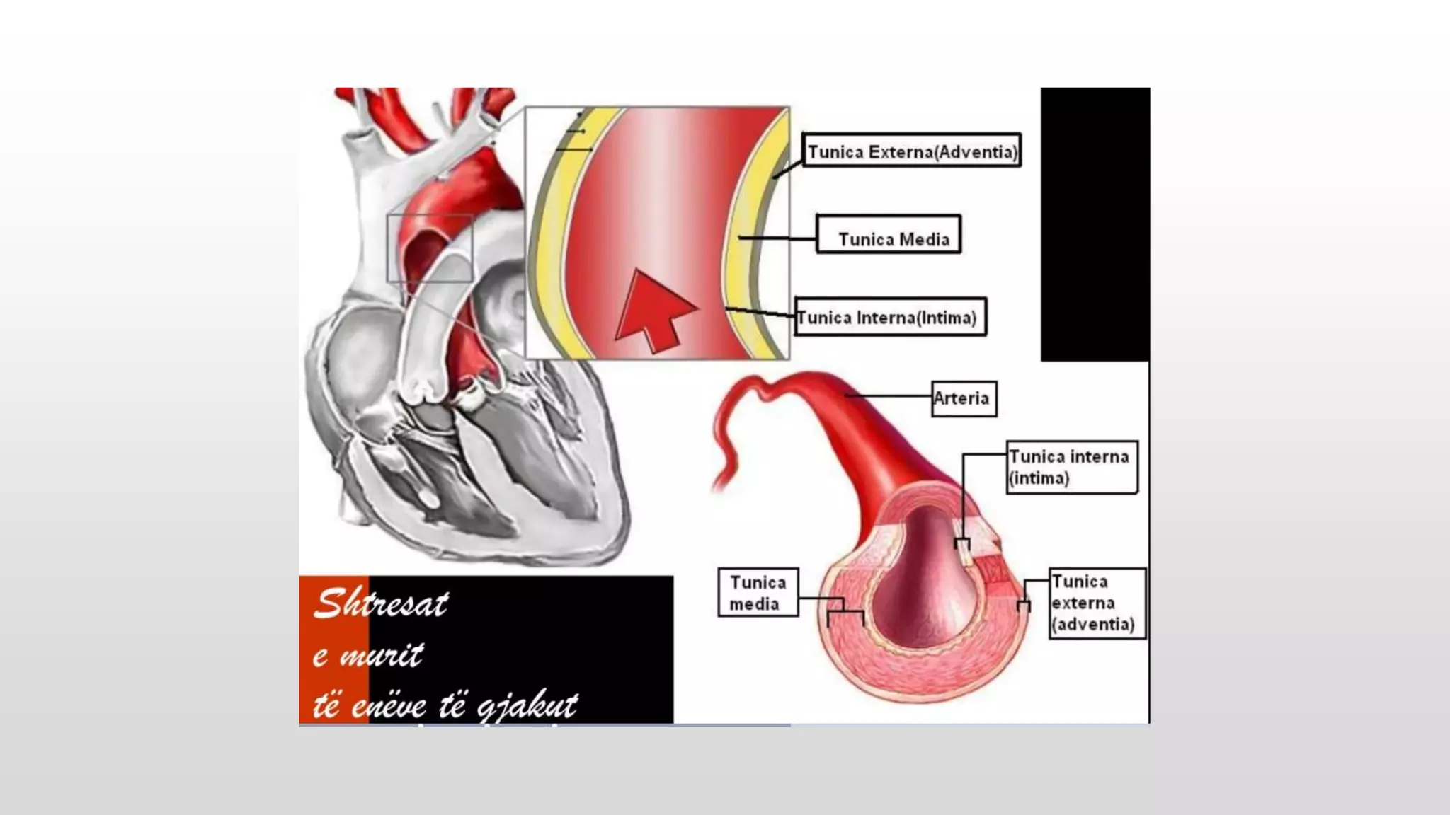 Zemra dhe Enet e gjakut | PPTX