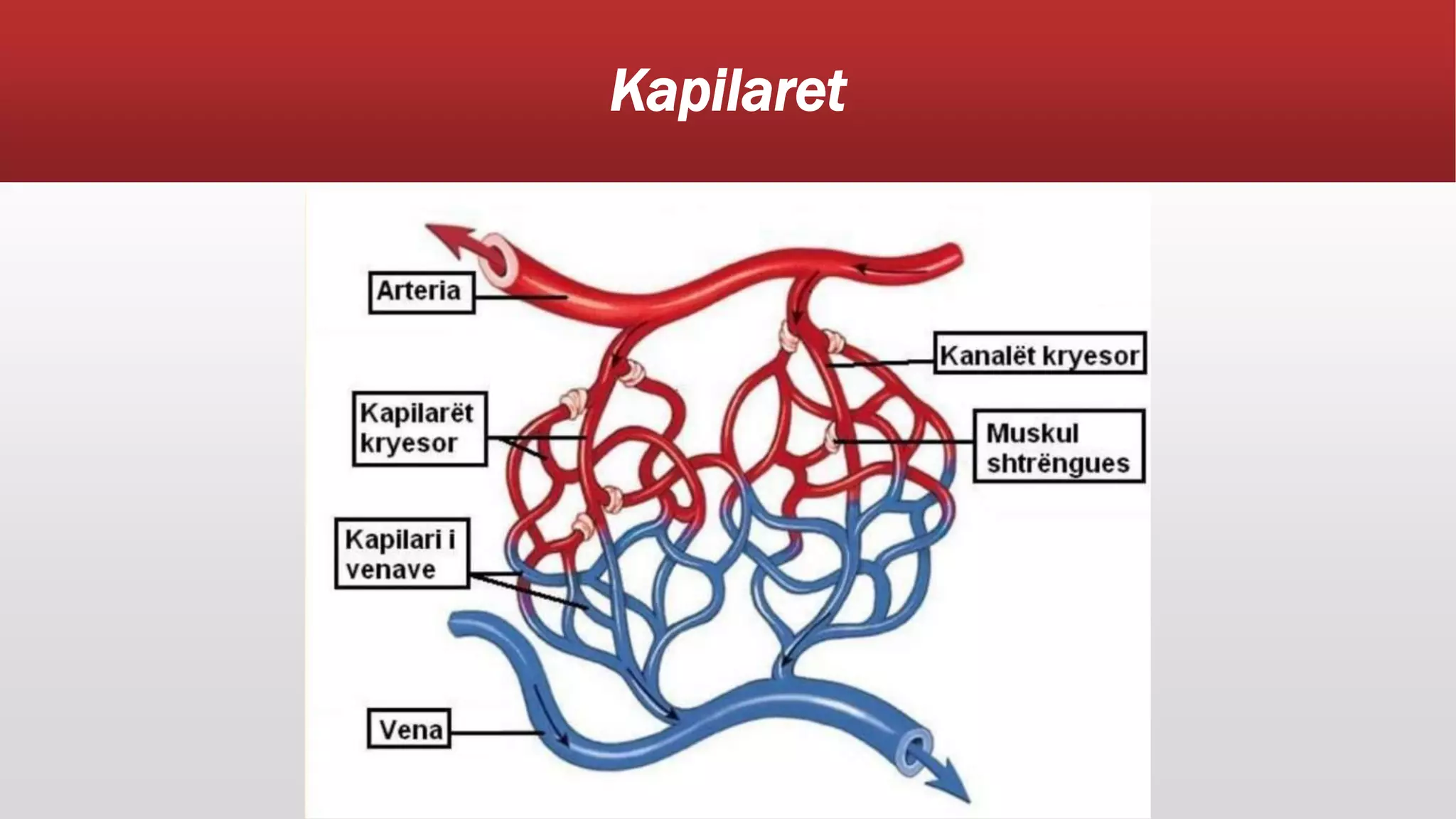 Zemra dhe Enet e gjakut | PPTX
