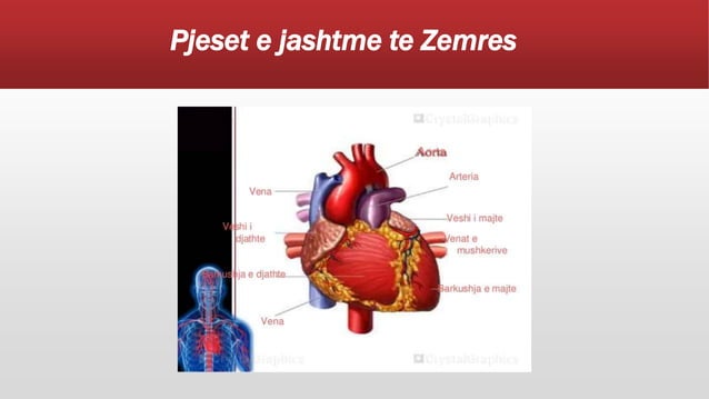 Zemra dhe Enet e gjakut | PPT