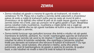 Zemra dhe Enet e gjakut | PPTX