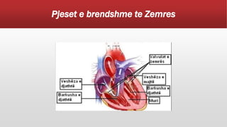 Zemra dhe Enet e gjakut | PPTX
