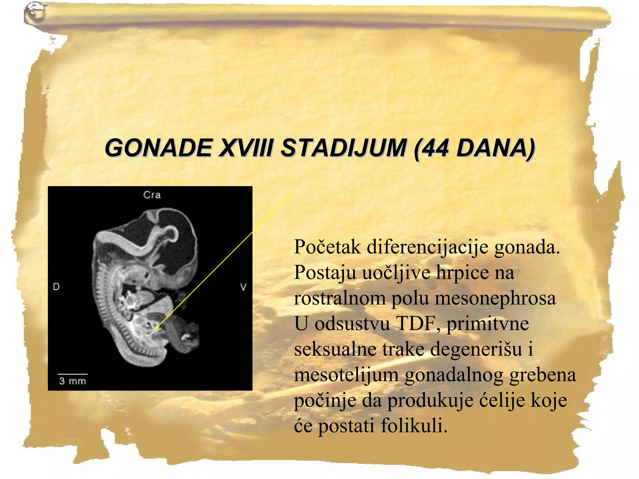 Zenska karlica predavanje | PPS