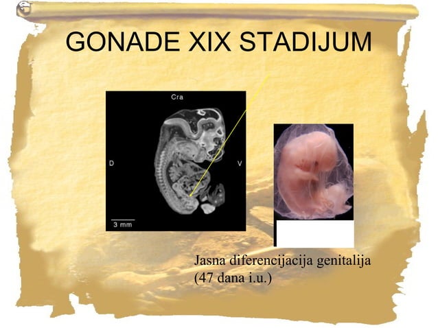 Zenska karlica predavanje | PPS