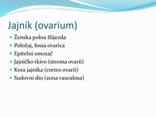 Zenski polni organi | PPTX