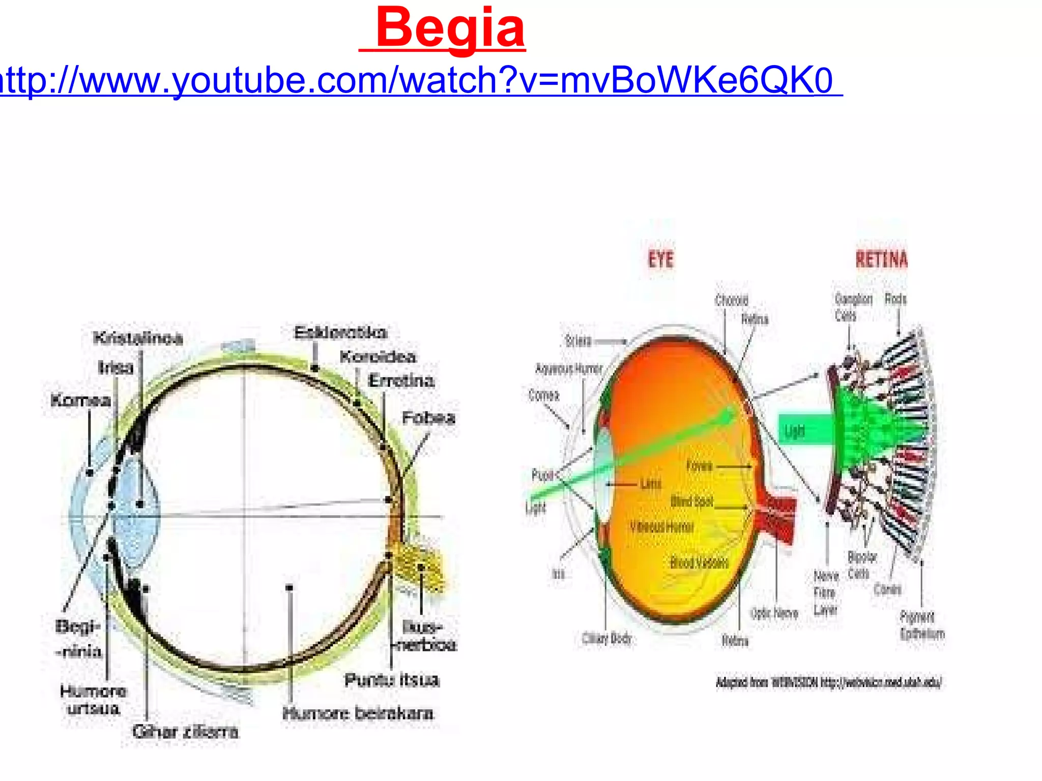 Zentzumen organoak jon_maite_berezi_eta_ceci | PPT