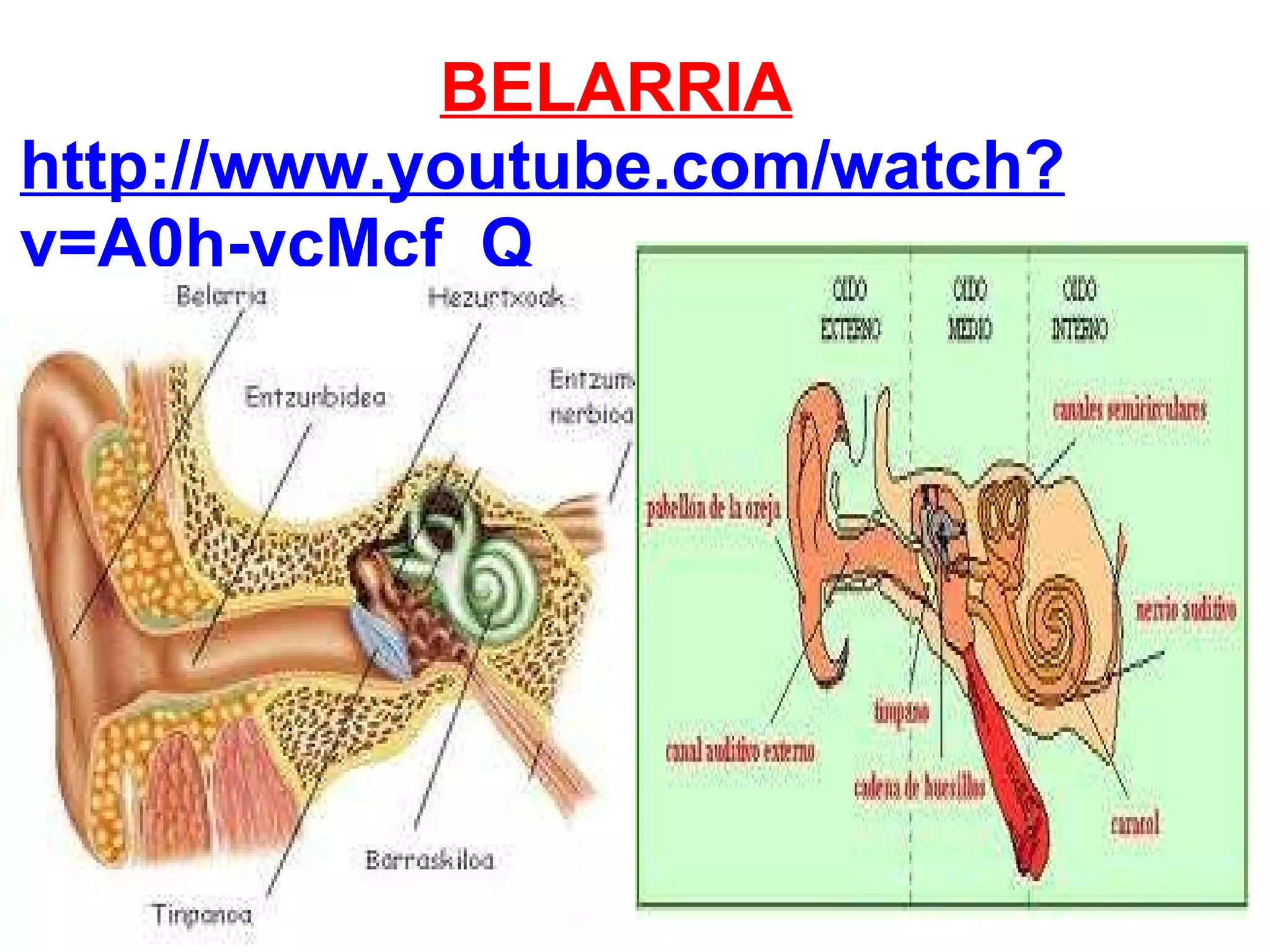Zentzumen organoak jon_maite_berezi_eta_ceci | PPT