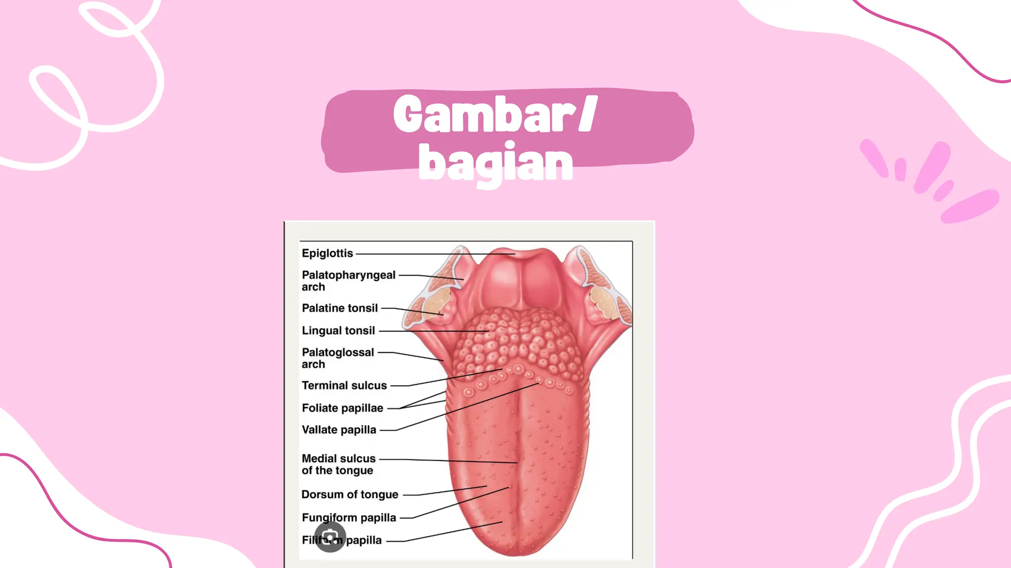 ALAT INDRA PADA MANUSIA SEBAGAI ALAT PENGECAP DAN PERASA (LIDAH) | PDF