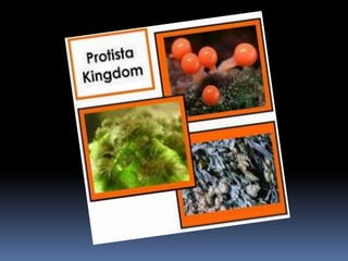 Five kingdom classification | PPTX