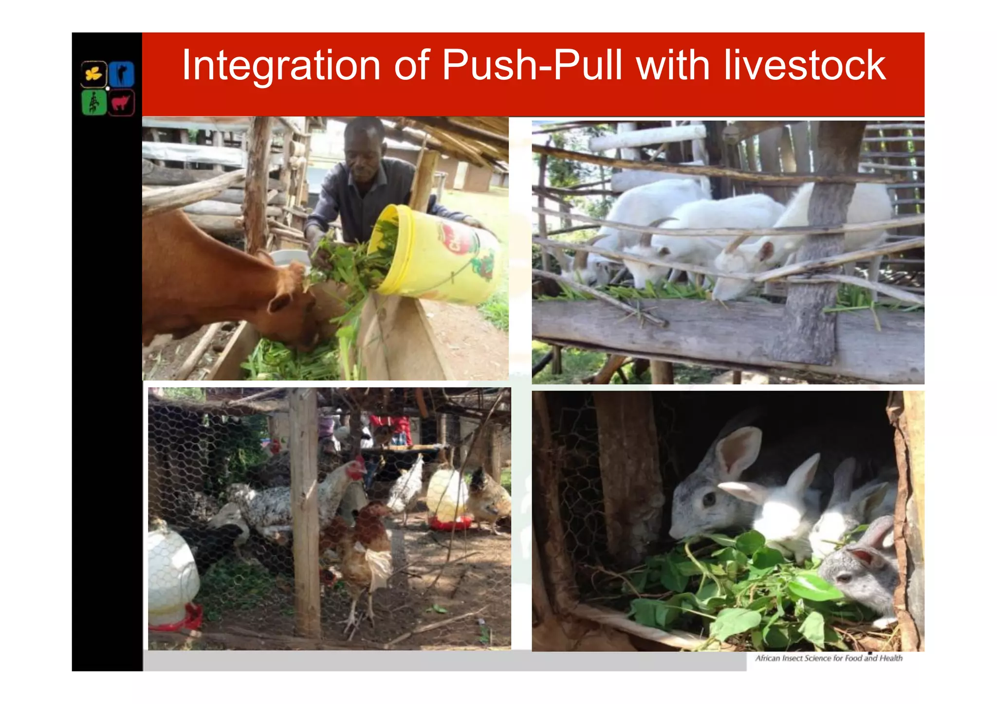 Zeyaur Khan- ICIPE- Climate Smart Push-pull farming | PDF