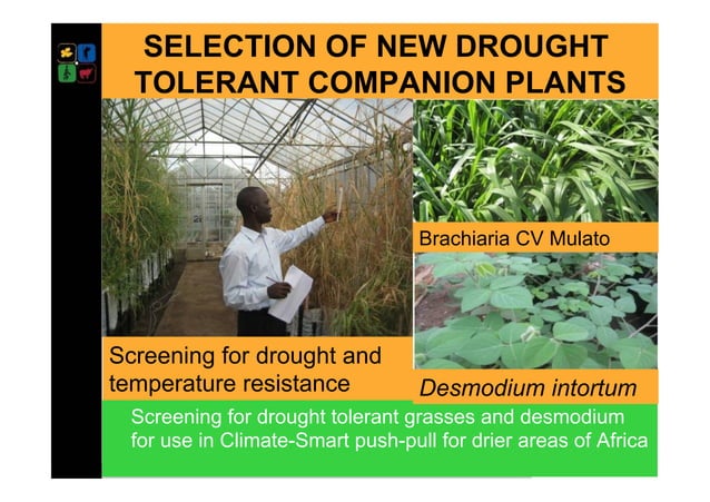 Zeyaur Khan- ICIPE- Climate Smart Push-pull farming | PPT