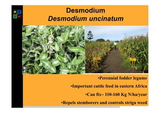 Zeyaur Khan- ICIPE- Climate Smart Push-pull farming | PDF