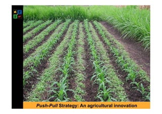 Zeyaur Khan- ICIPE- Climate Smart Push-pull farming | PDF
