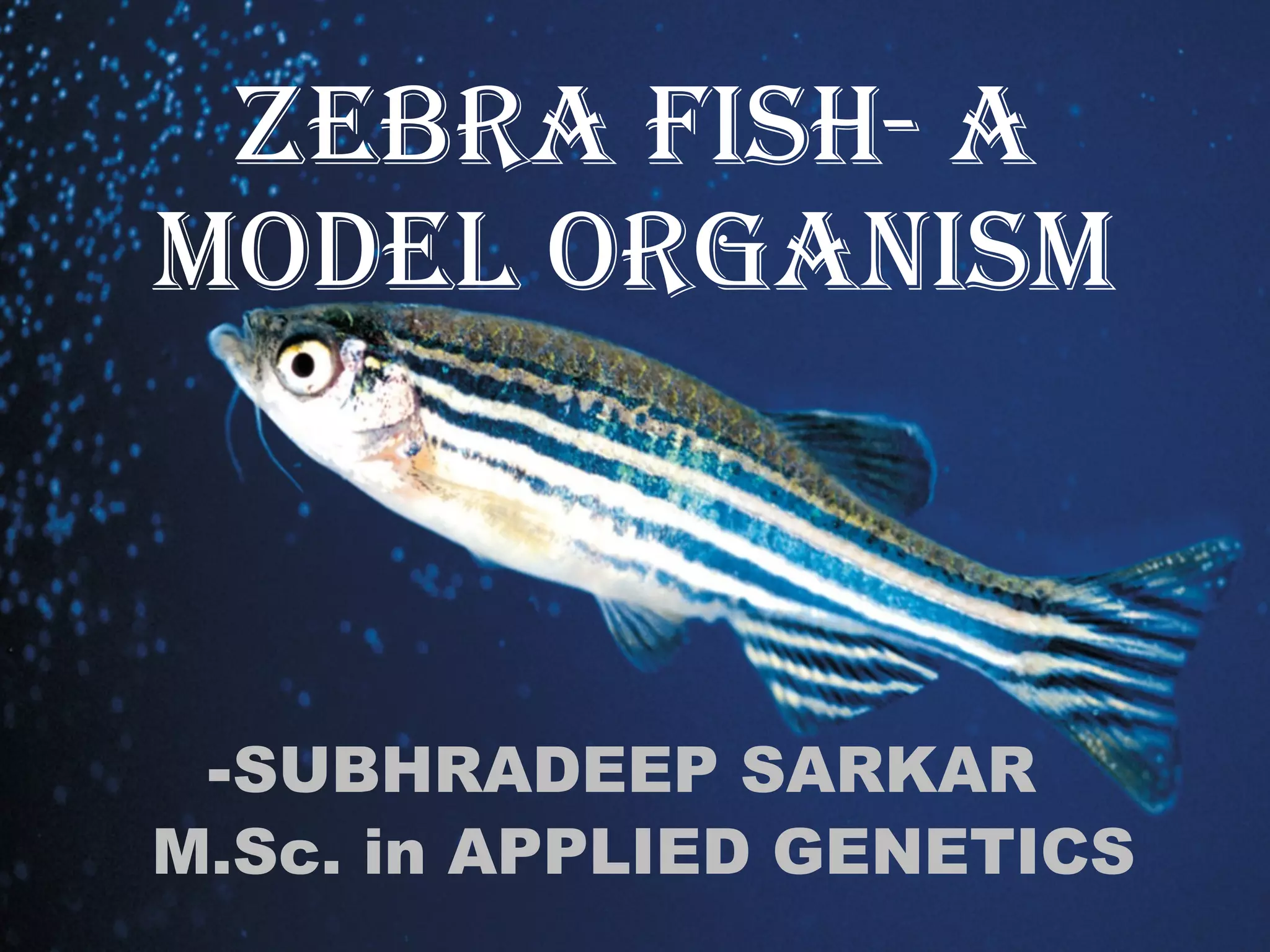 Zebra Fish- Genome, Morphology,Embryonic Development, A model organism ...