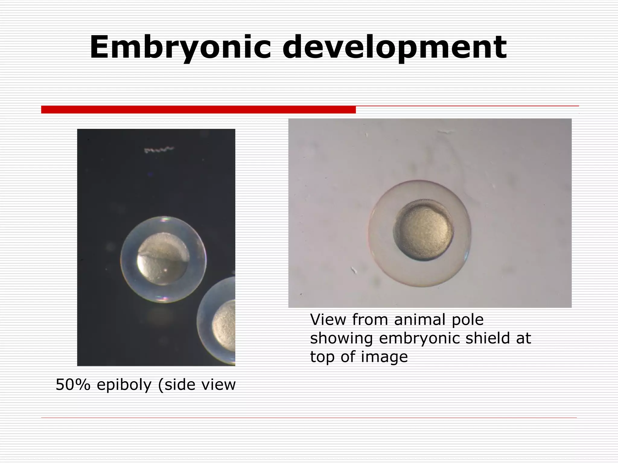 Zebra Fish- Genome, Morphology,Embryonic Development, A model organism ...
