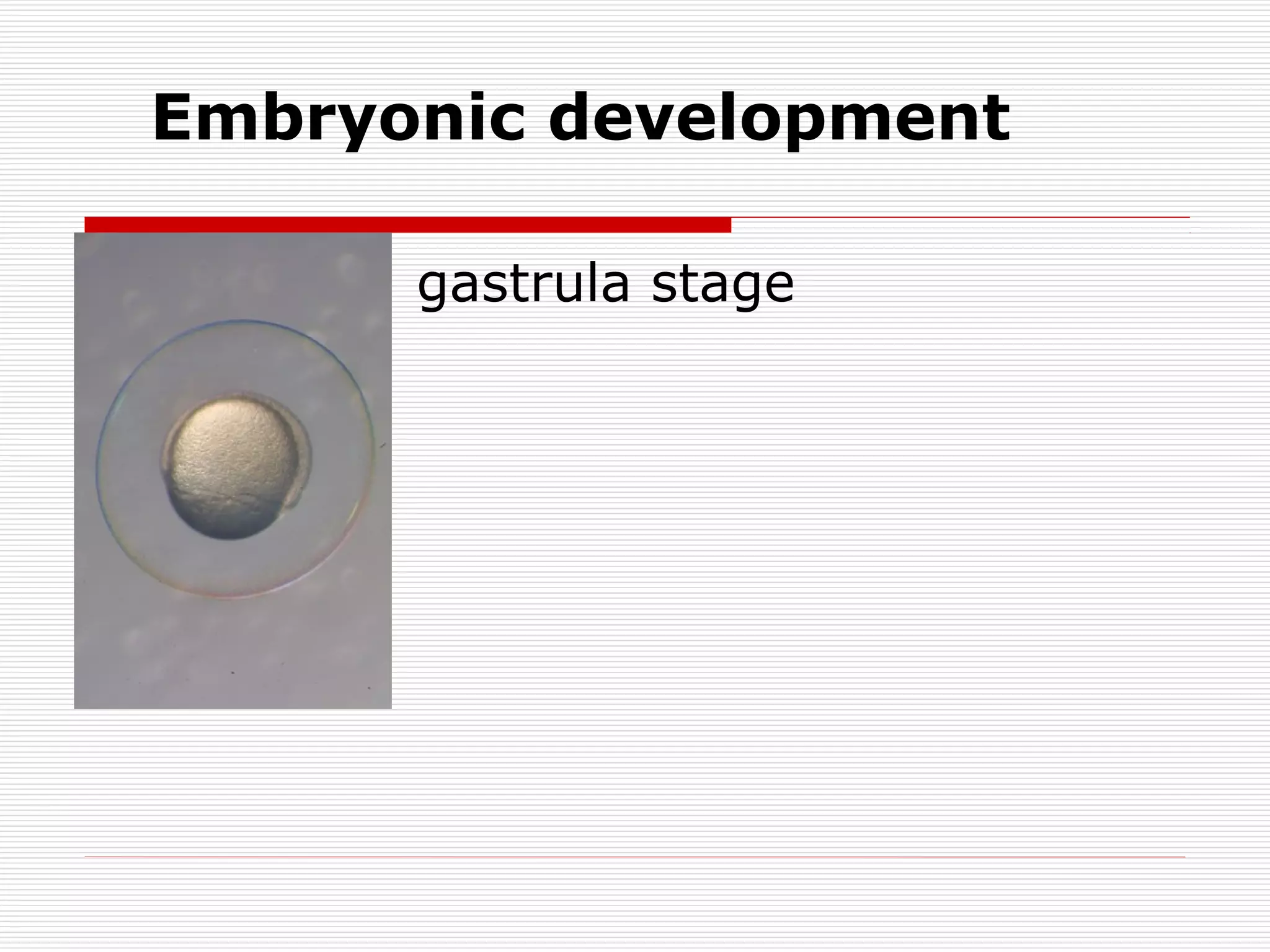 Zebra Fish- Genome, Morphology,Embryonic Development, A model organism ...