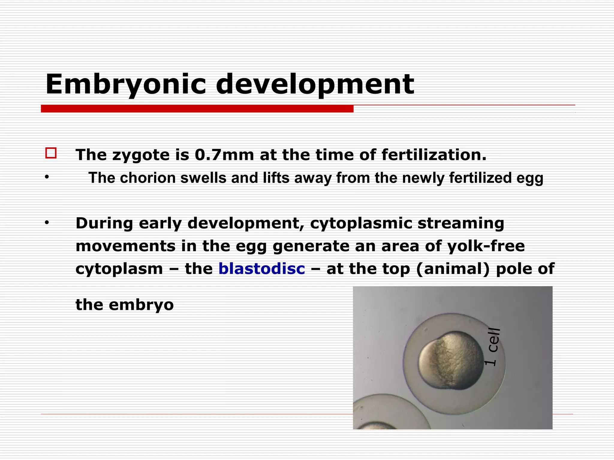 Zebra Fish- Genome, Morphology,Embryonic Development, A model organism ...