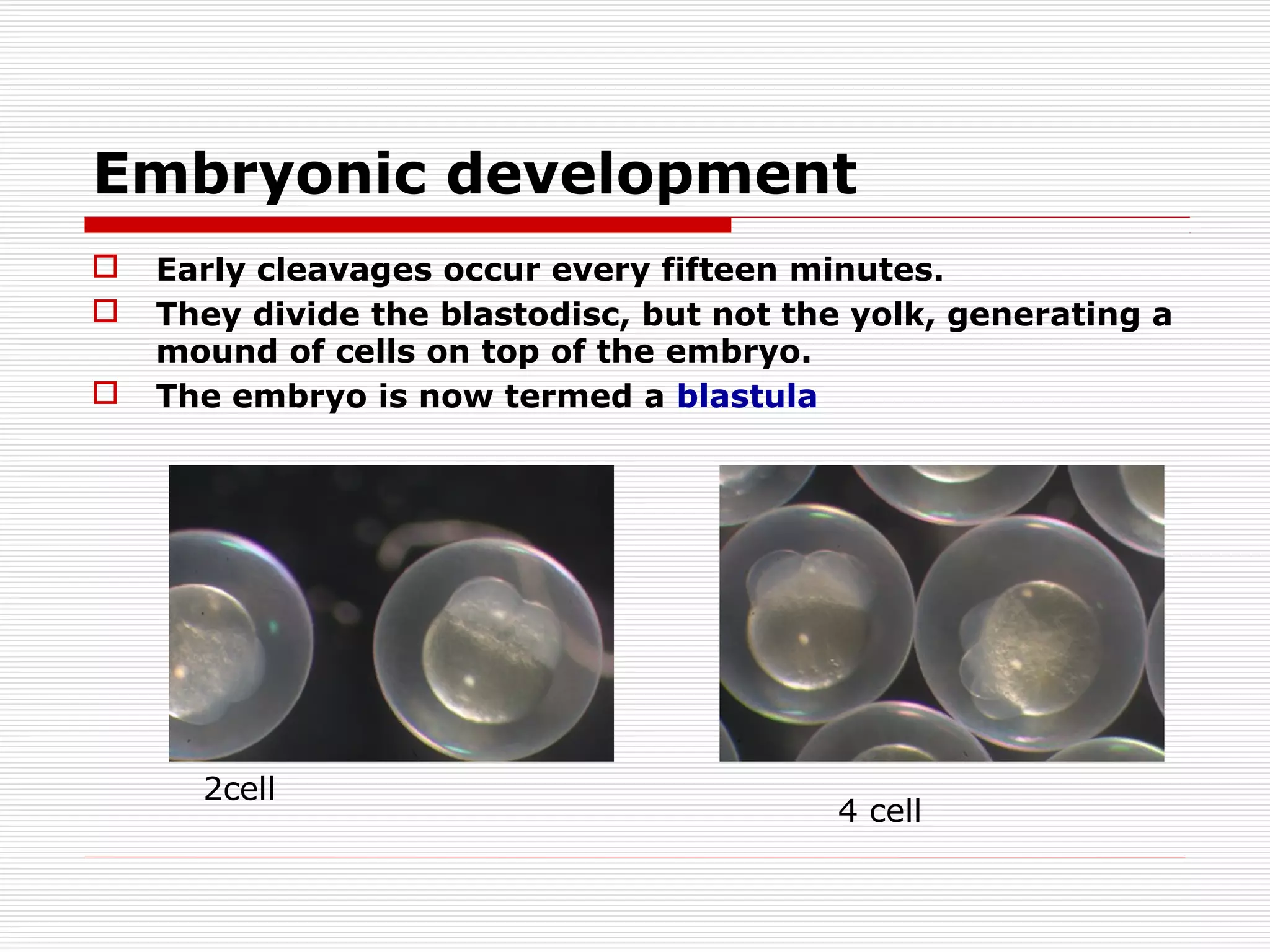 Zebra Fish- Genome, Morphology,Embryonic Development, A model organism ...