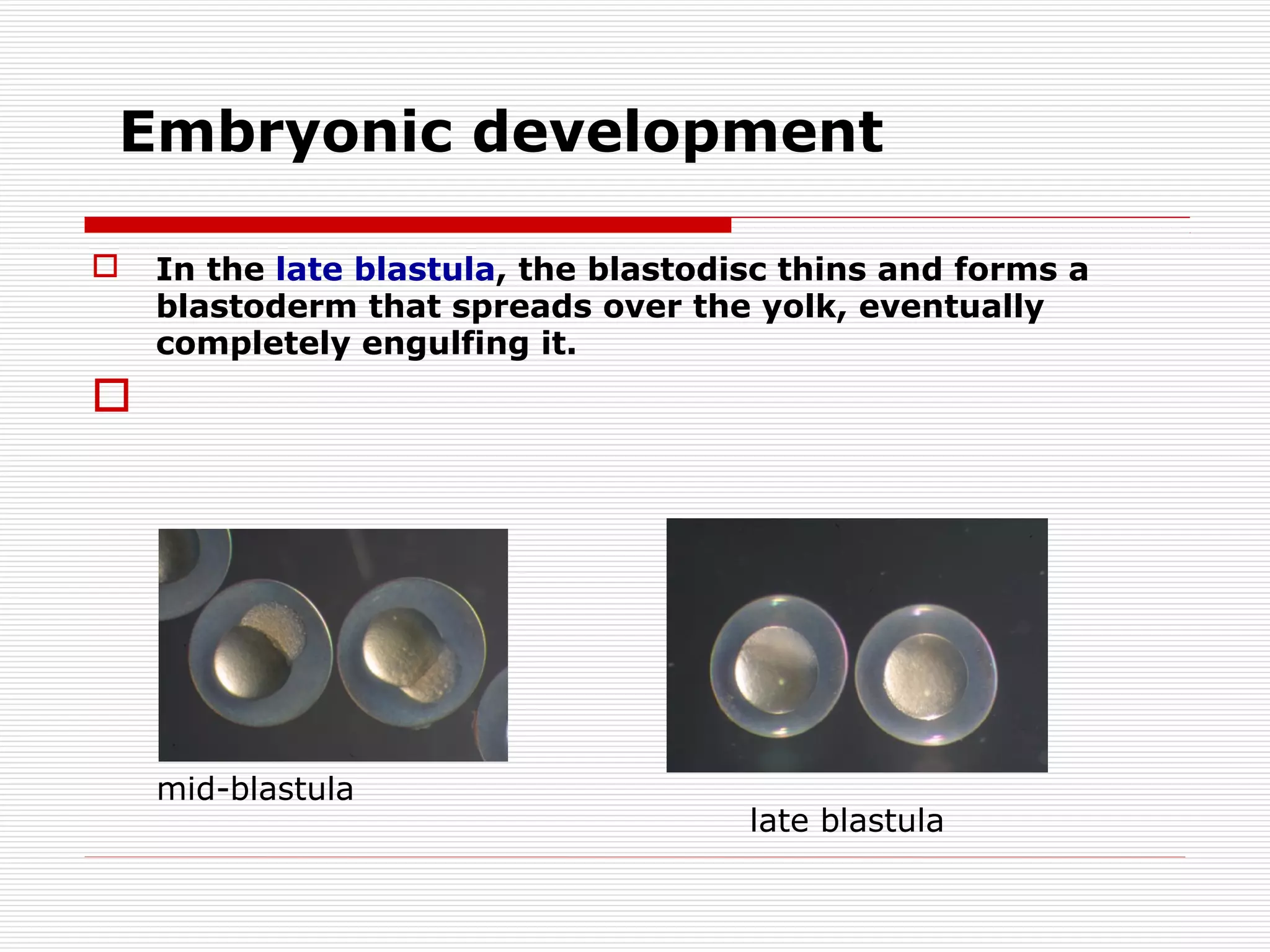 Zebra Fish- Genome, Morphology,Embryonic Development, A model organism ...