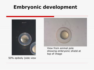 Zebra Fish- Genome, Morphology,Embryonic Development, A model organism ...