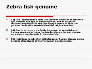 Zebra Fish- Genome, Morphology,Embryonic Development, A model organism ...