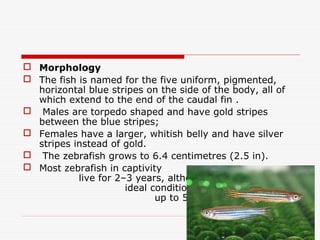 Zebra Fish- Genome, Morphology,Embryonic Development, A model organism ...